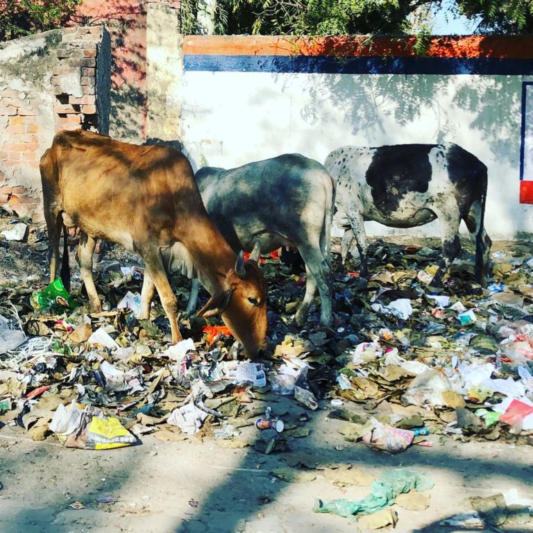 India’s five million stray cows | Jane Craigie