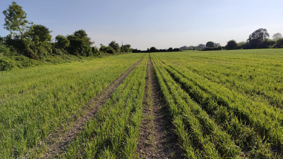 Season Update: Combinable crops turn a corner | Jane Craigie